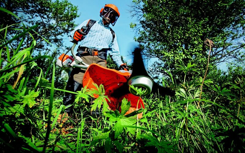 Overcrowding: The struggle of spacing plants properly – Better Minute