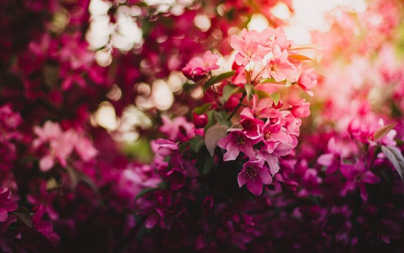 Dying Plants: Common Reasons and Solutions for Reviving Your Garden ...